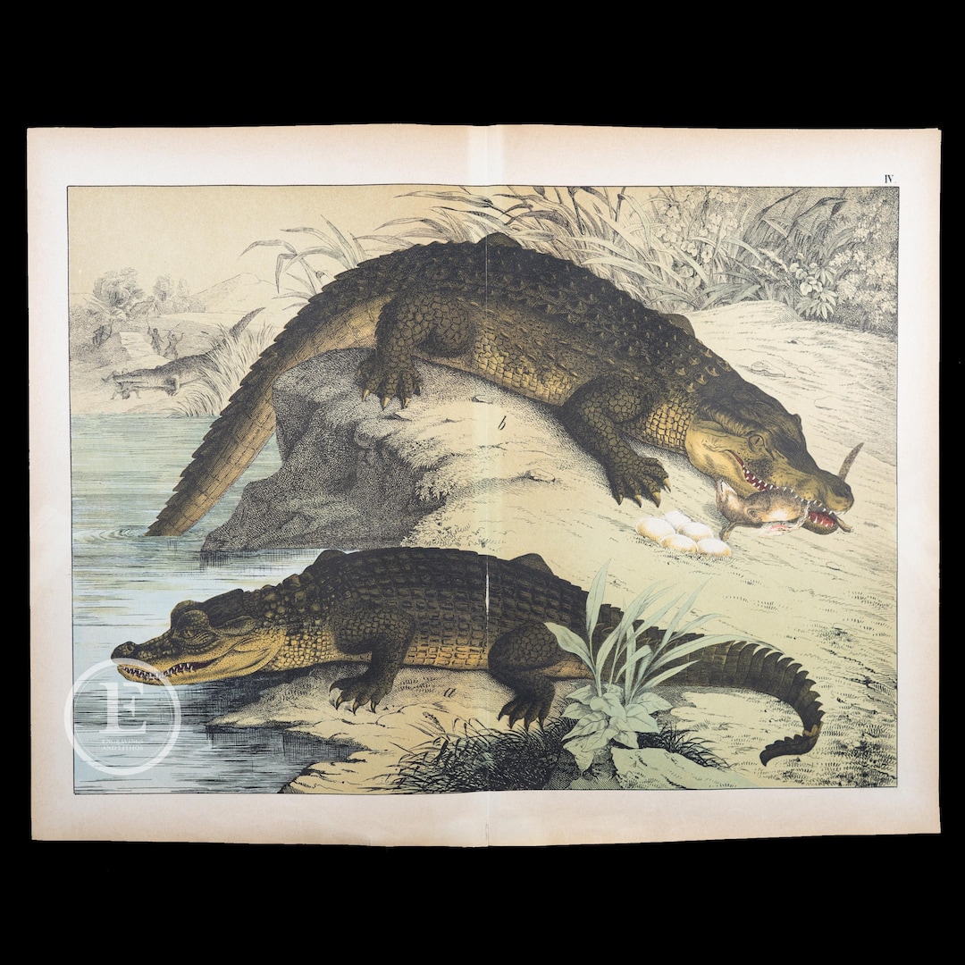 1872 ALLIGATOR and CROCODILE - Original Lithograph From Natural History ...
