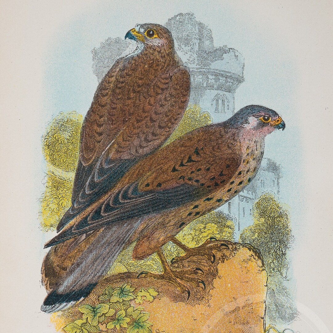 Kestrel - Original Color Lithography From "a Hand-book to the Birds of ...