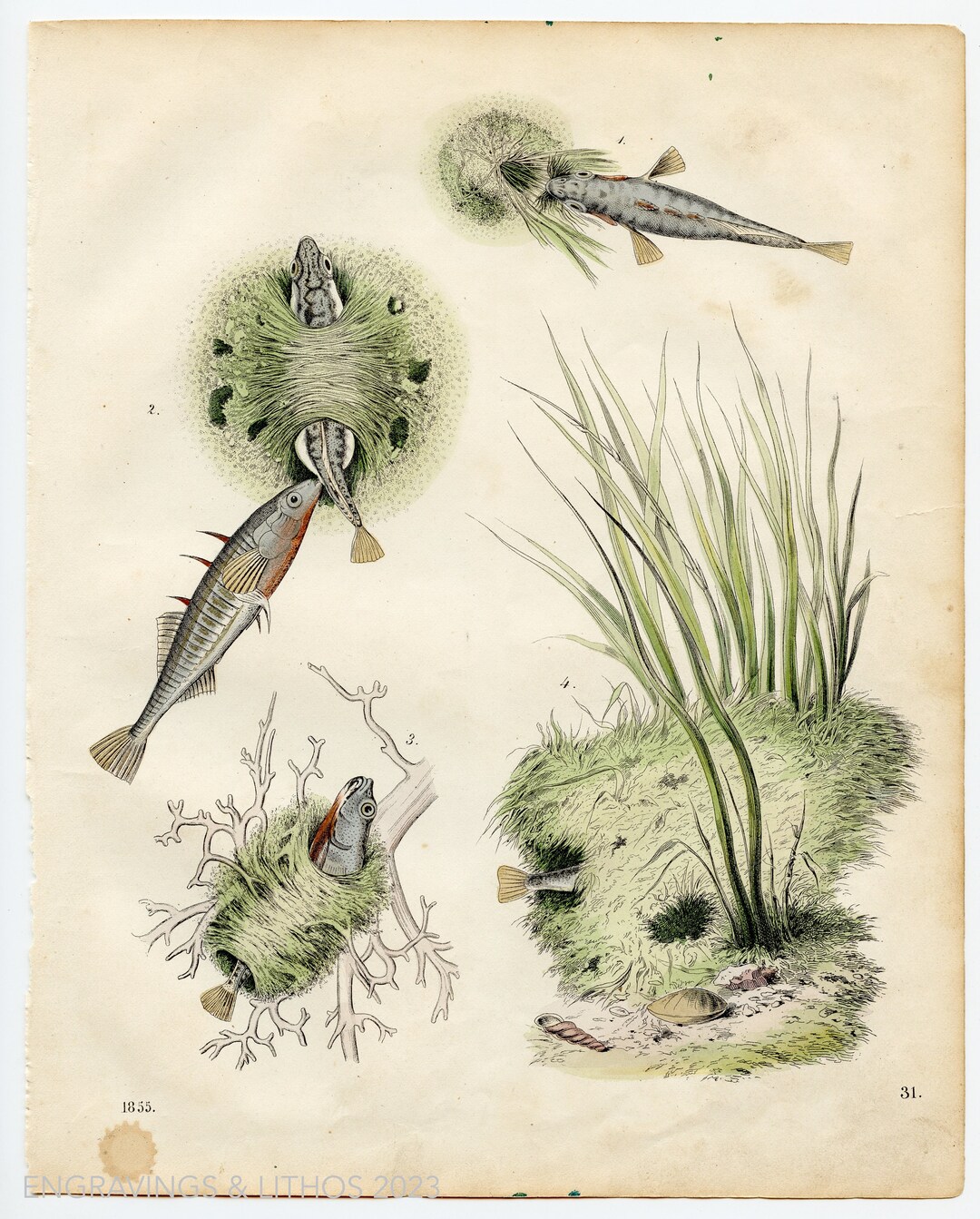 1855 Stickleback Nest Building - VERY RARE - Original Hand Colored ...