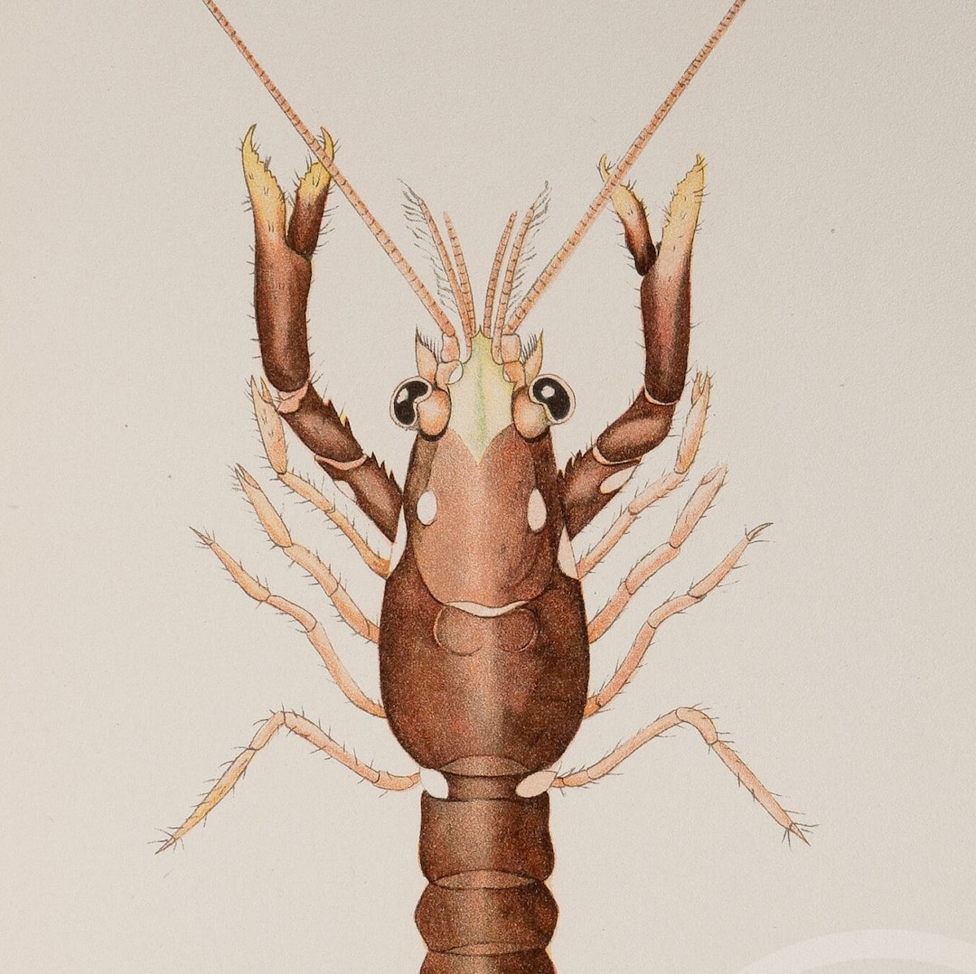 Lobster Sixt Stage of Life Cycle - 1895 / Original Old Print - Very ...