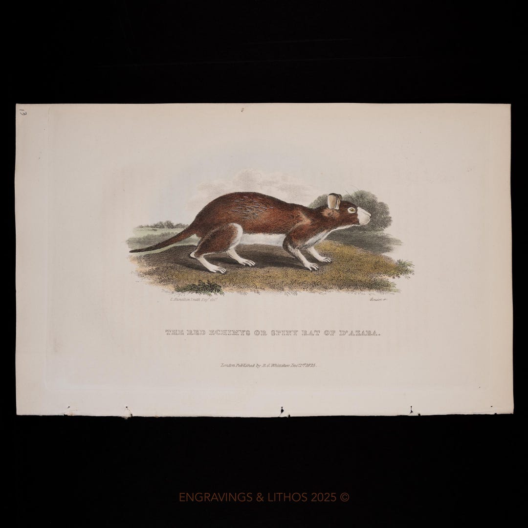 1827 Red Echimys (wildlife Illustration), Hand-colored Engraving From a ...
