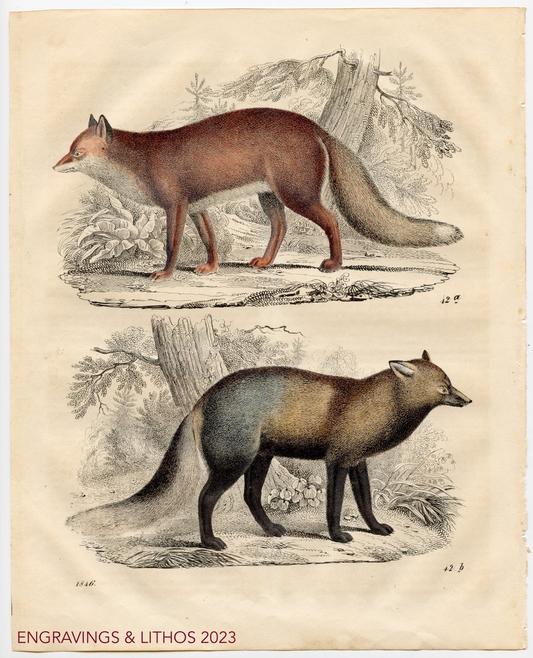 1846 the Common Fox - Rare Plate From "book of the World " - Hand ...