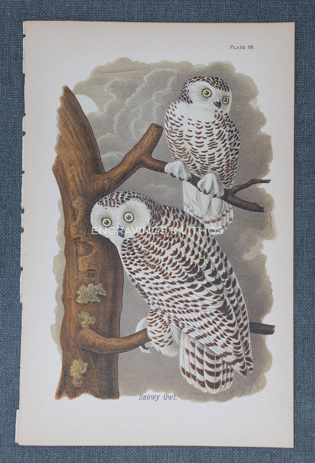 Snowy Owl - Print Lithography From Report on the Birds of Pennsylvania ...