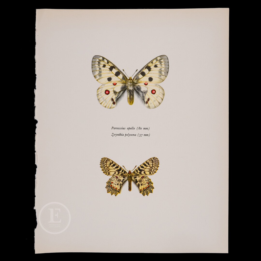 Snow Apollos (80 Mm) and Southern Festoon (57 Mm) - Color Offset ...