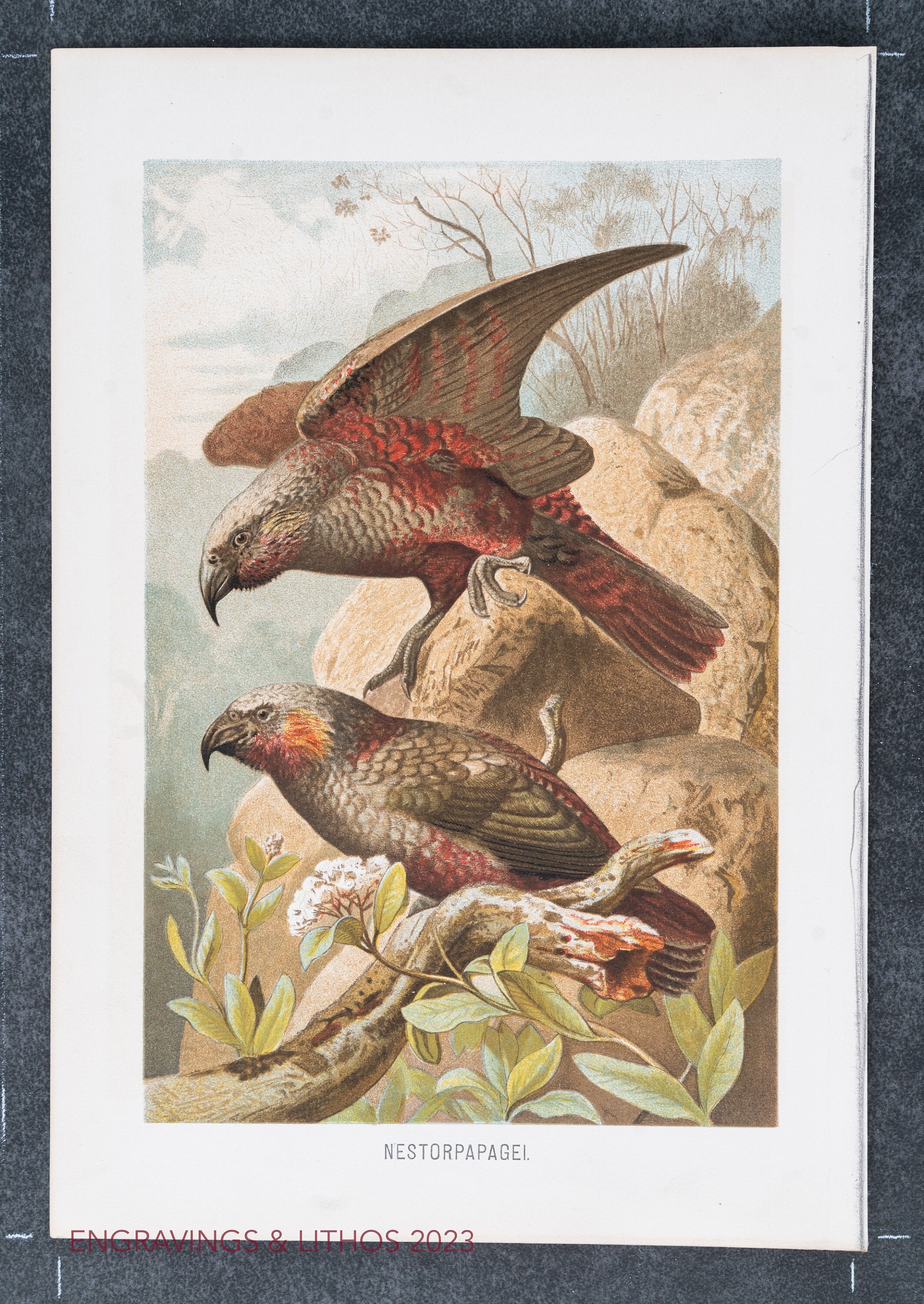Nestor Parrot - Rare Original Old Chromolithograph From 1890 "brehm's ...