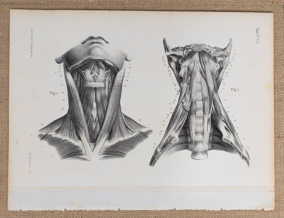 Anterior and Prevertebral Neck Muscles RARE ORIGINAL PRINT - Etsy