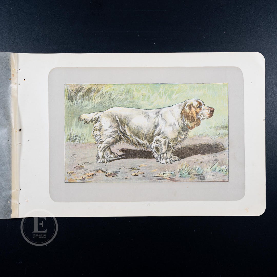 1907 CLUMBER SPANIEL — 117-year-old Lithography Print From Antique ...