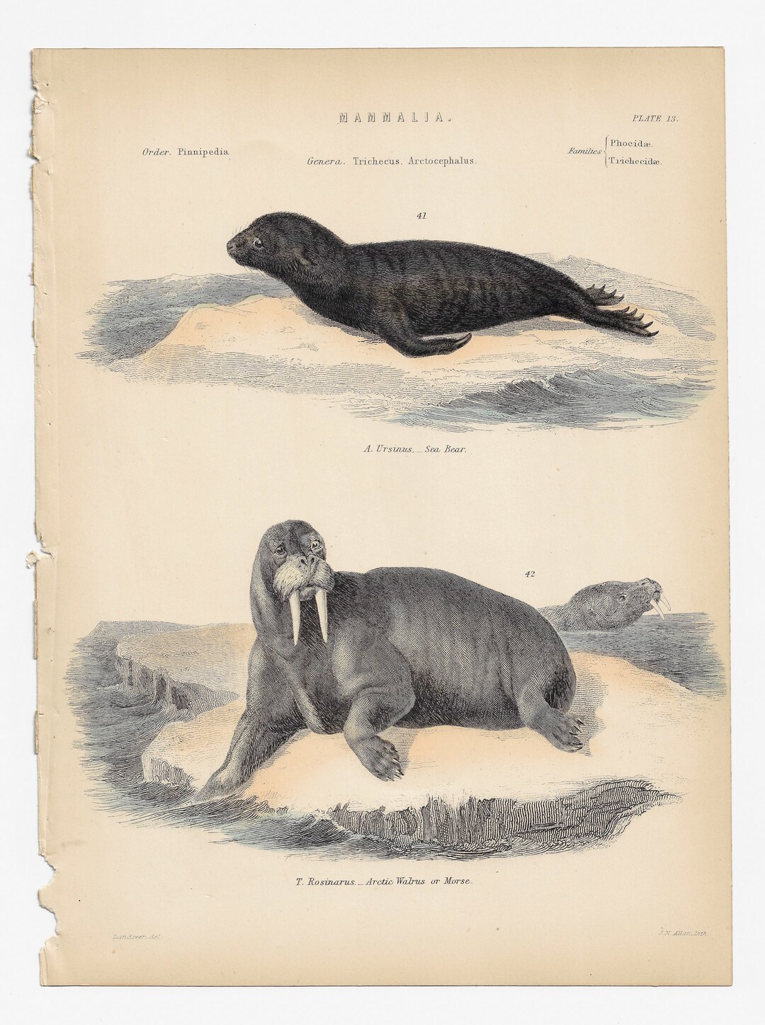 Arctic Walrus, Sea Bear - Exquisite Plate - RARE ORIGINAL PRINT From ...