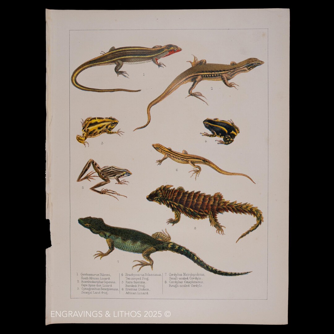 1890 REPTILES: LIZARDS and FROGS - Original Lithography From the ...
