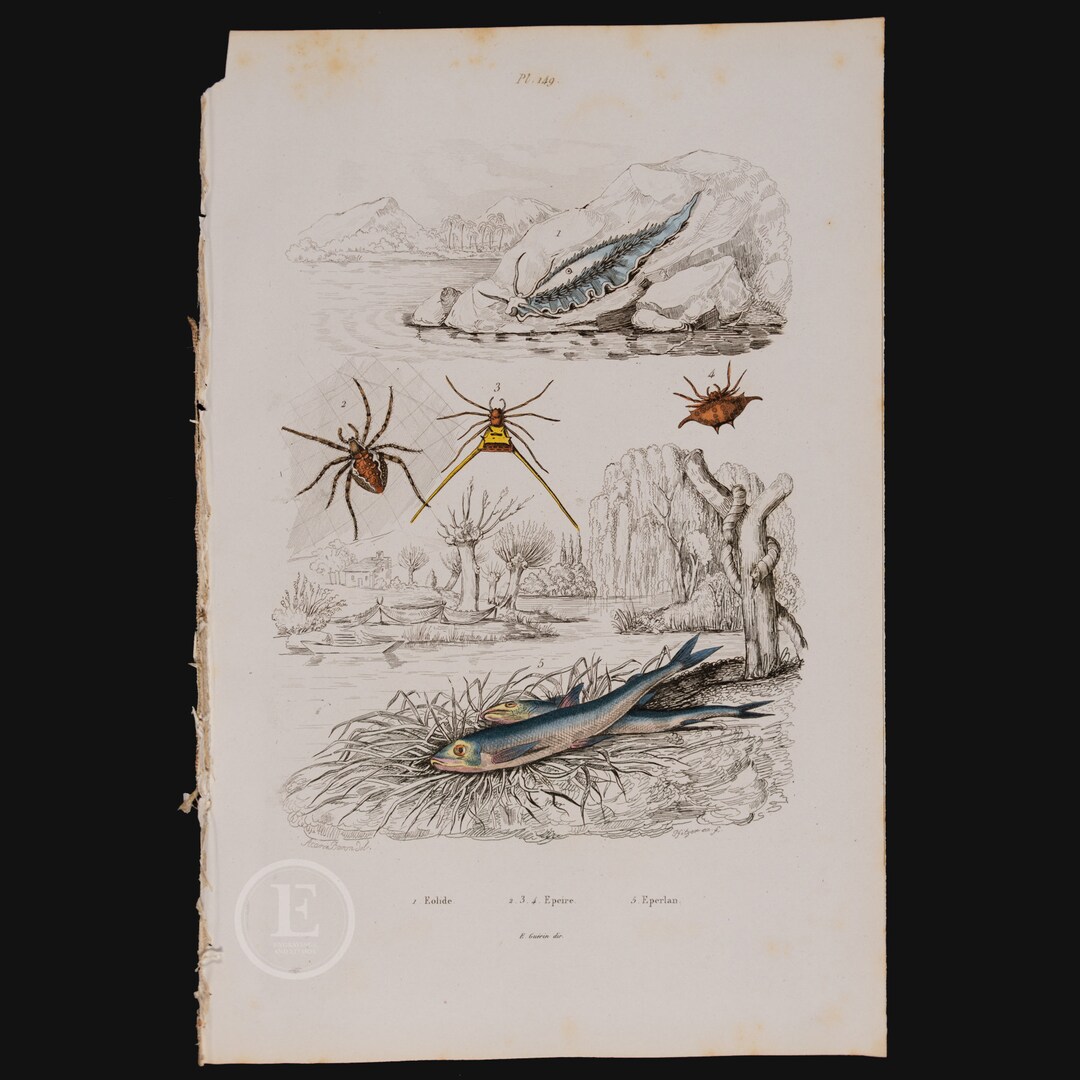 1837 Sea Slug, Spiders, European Smelt Very Rare Engraving Beautifully ...