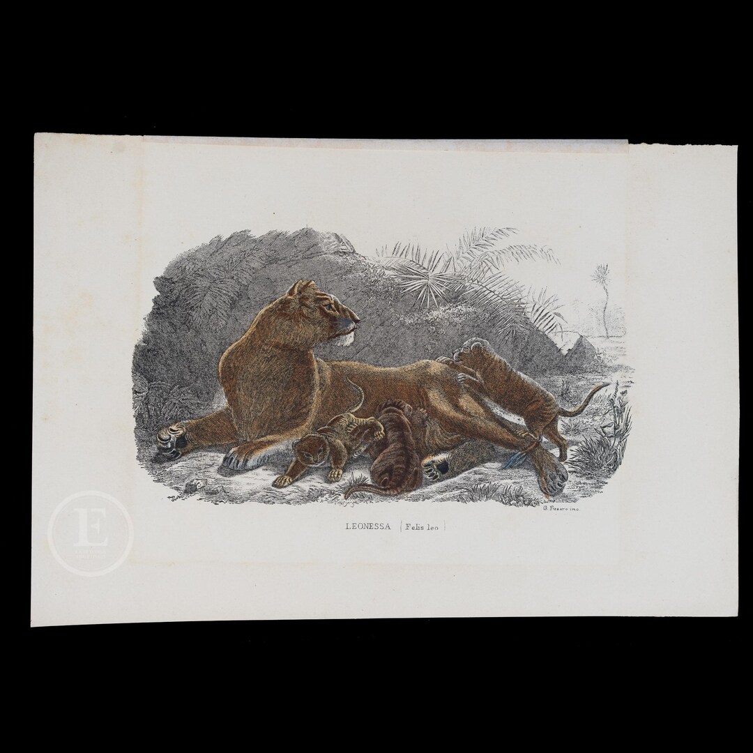 1877 LIONESS AND CUBS - Hand-colored Steel Engraving From “opere ...