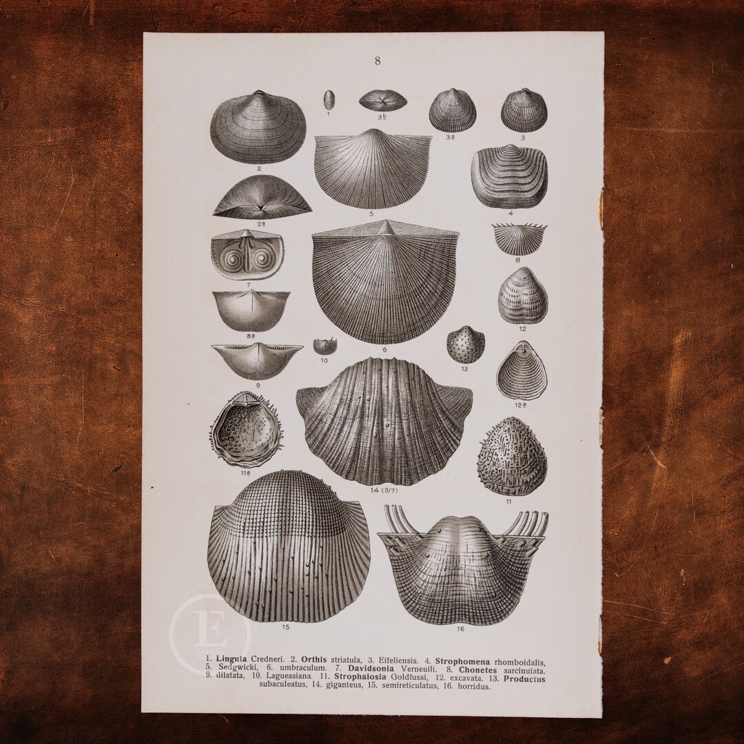 FOSSIL SEASHELLS - Original Lithography of Fossils Ca 1910 - Etsy