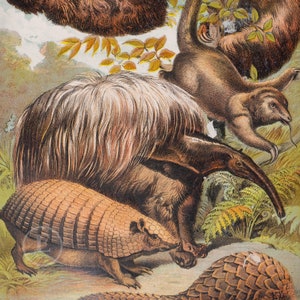 Sloth, Armadillo, Ant-eater, Pangolin - Original Litho From "johnson's ...