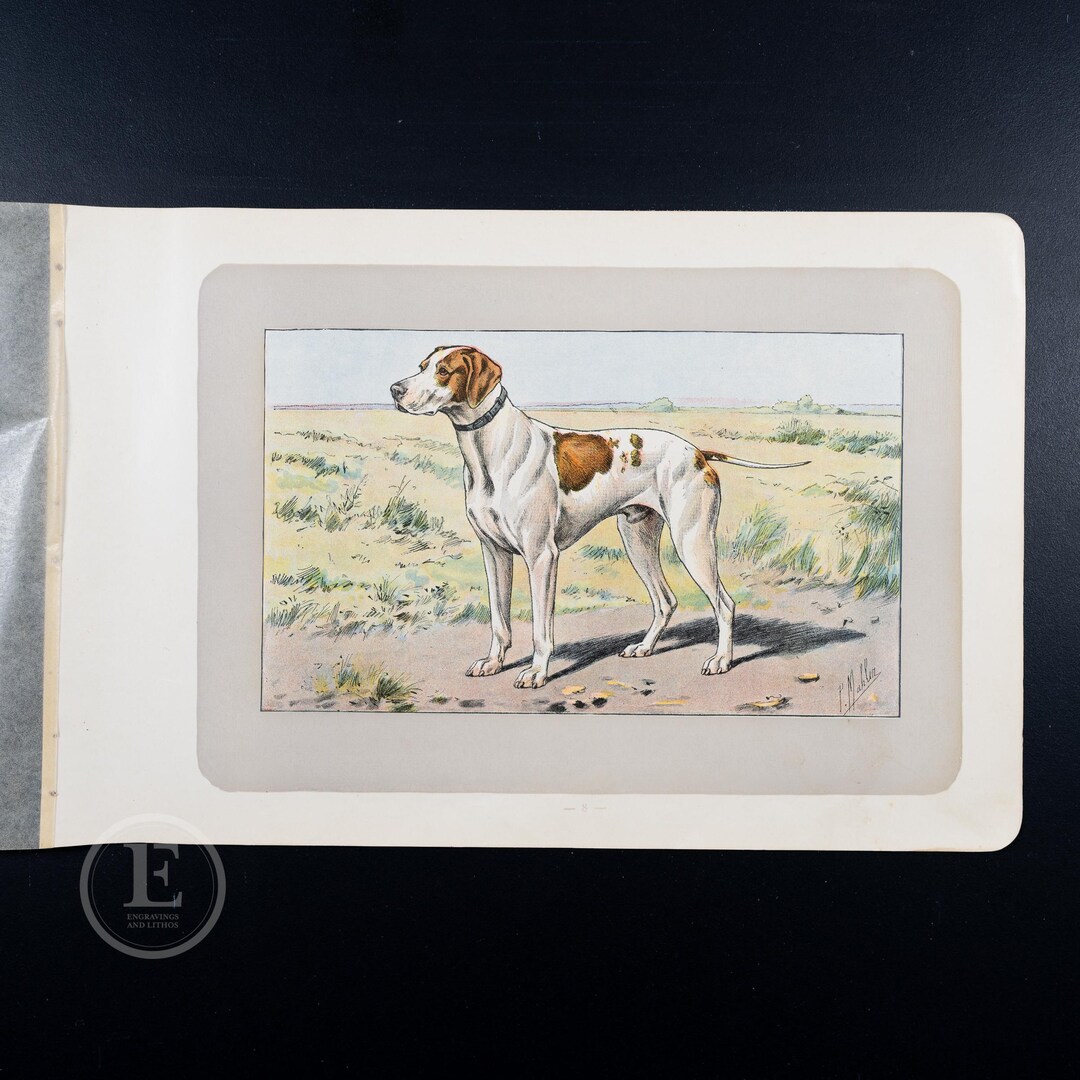 1907 SAINT-GERMAN POINTER Hunting Dog — 117-year-old Lithography Print ...