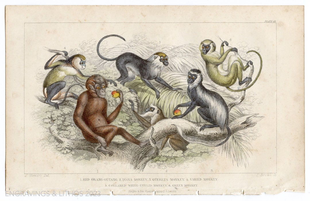 Monkeys - Rare Original From "a History of the Earth, and Animated ...