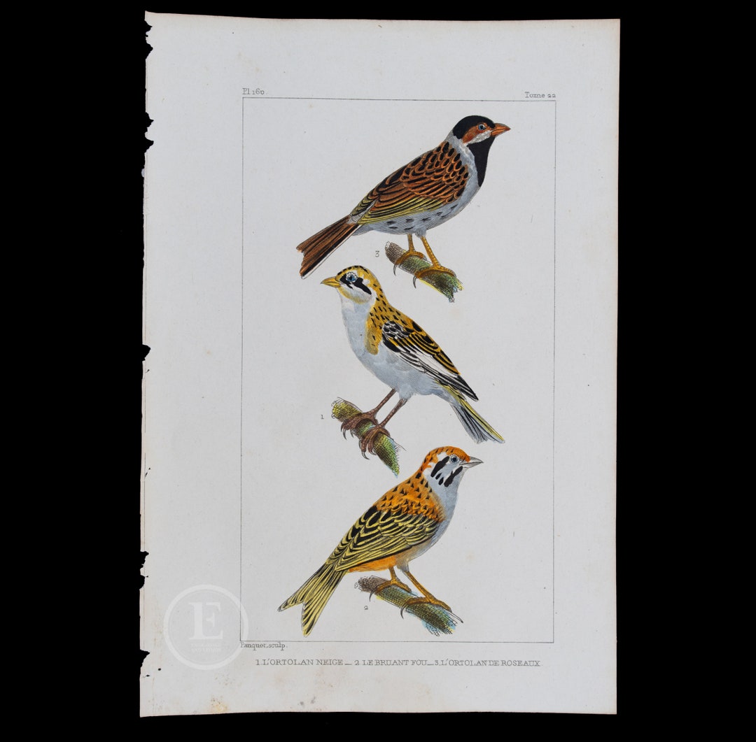 1829 - Reed Ortolan, Ortolan of the Snow and Rock Bunting / Authentic Steel Engraving From ...
