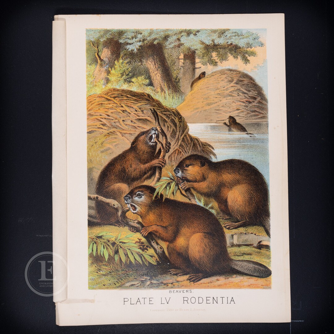 Beavers - Original Litho From "johnson's Book" 1880 - Very Rare! - Etsy