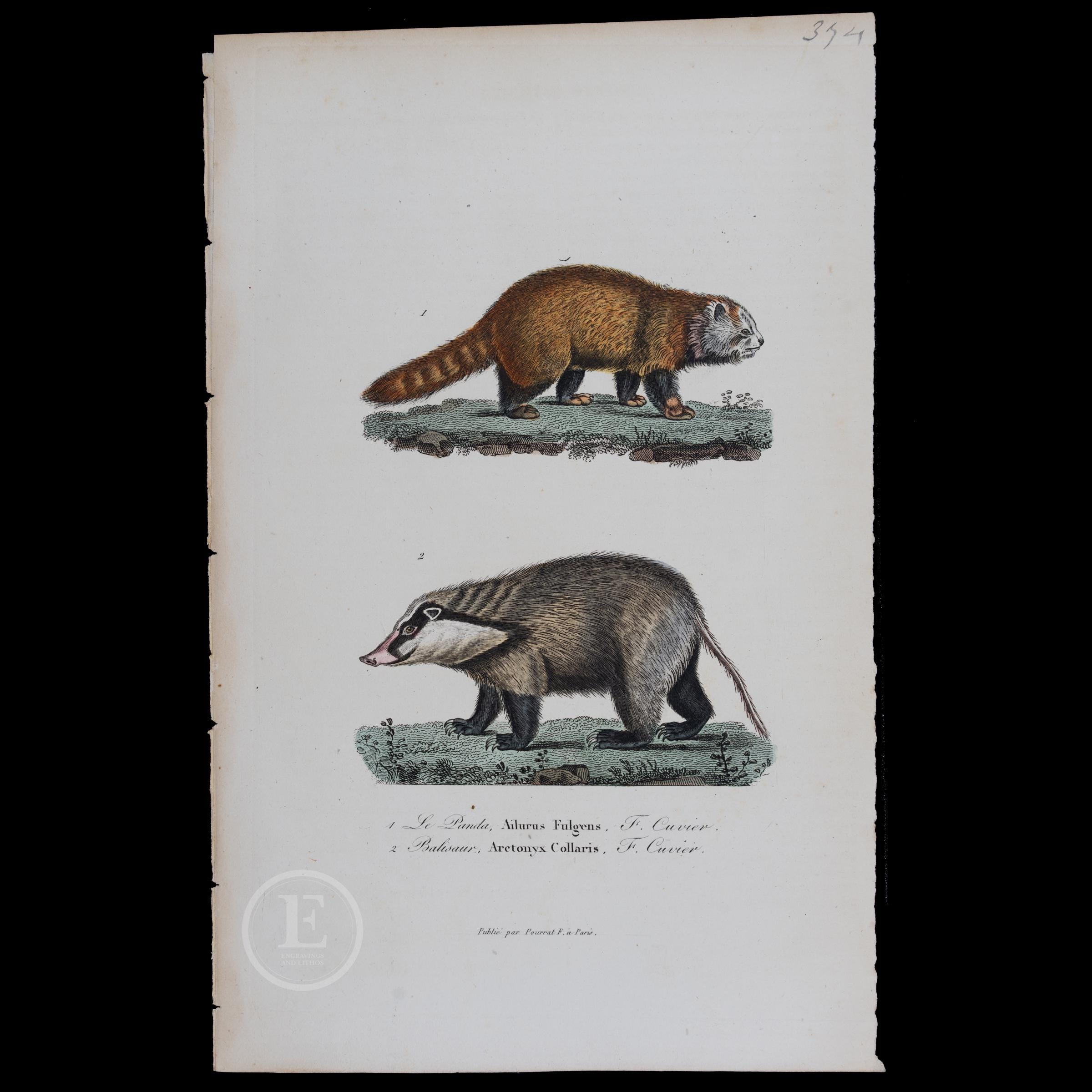 1840 Red PANDA and HOG BADGER - Hand-colored Steel Engraving With Gum ...