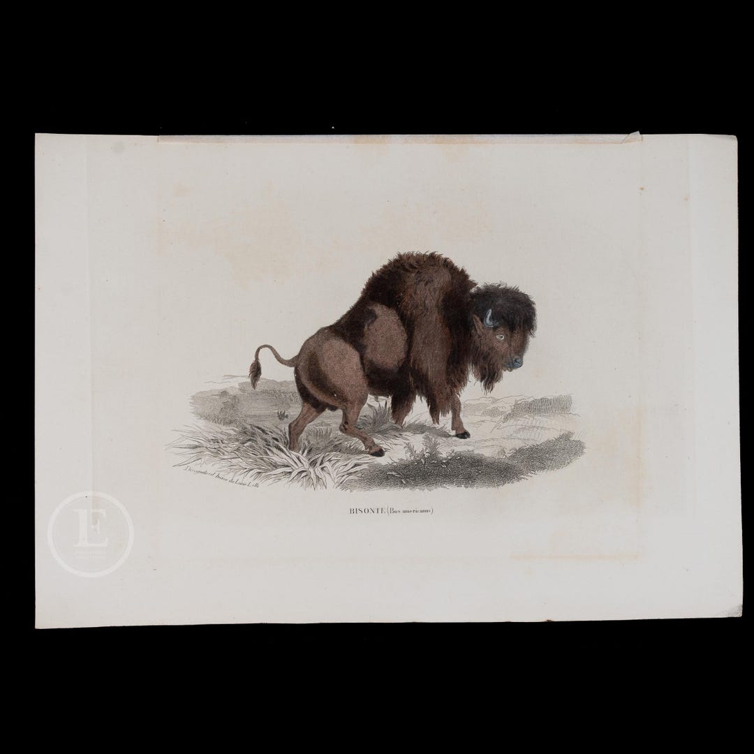 1876 AMERICAN BISON - Hand-colored Steel Engraving From “opere Complete ...