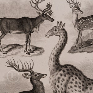 DEERS: Reindeer, Stag Hart, Spotted Axis and Northen Giraffe - Original ...