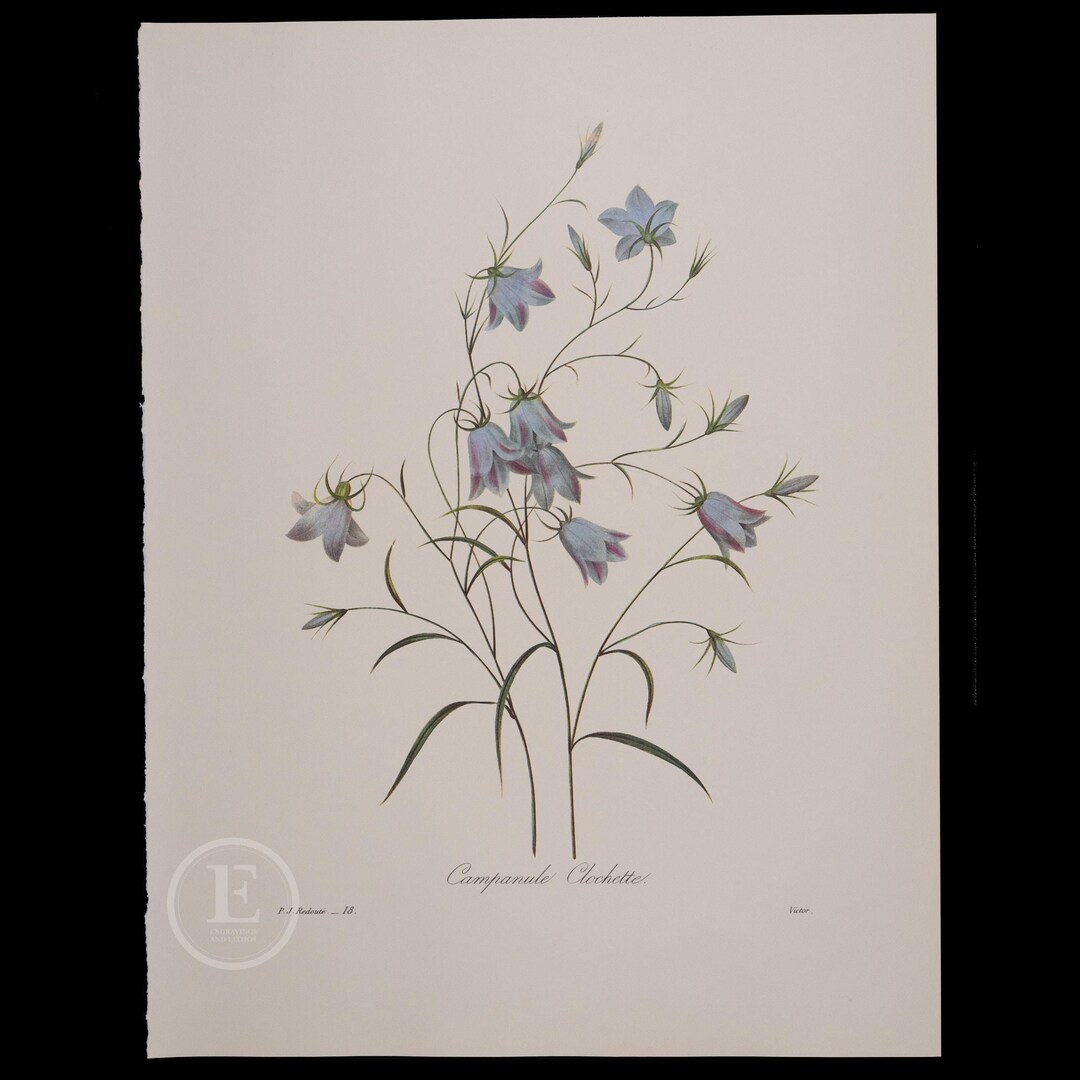 ALPINE BELL FLOWERS - Flowers and Fruits by Pierre Redoute - Vintage ...