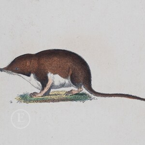 Dormouse, Indian Musk Shrew and Water Shrew / Authentic Steel Engraving ...