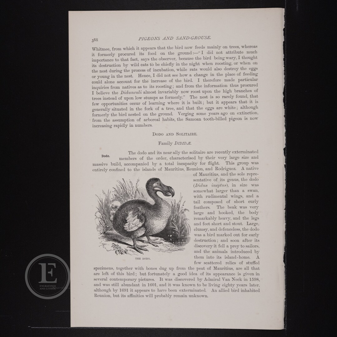Dodo Extinct Bird - Original Color Lithography From the Royal Natural ...