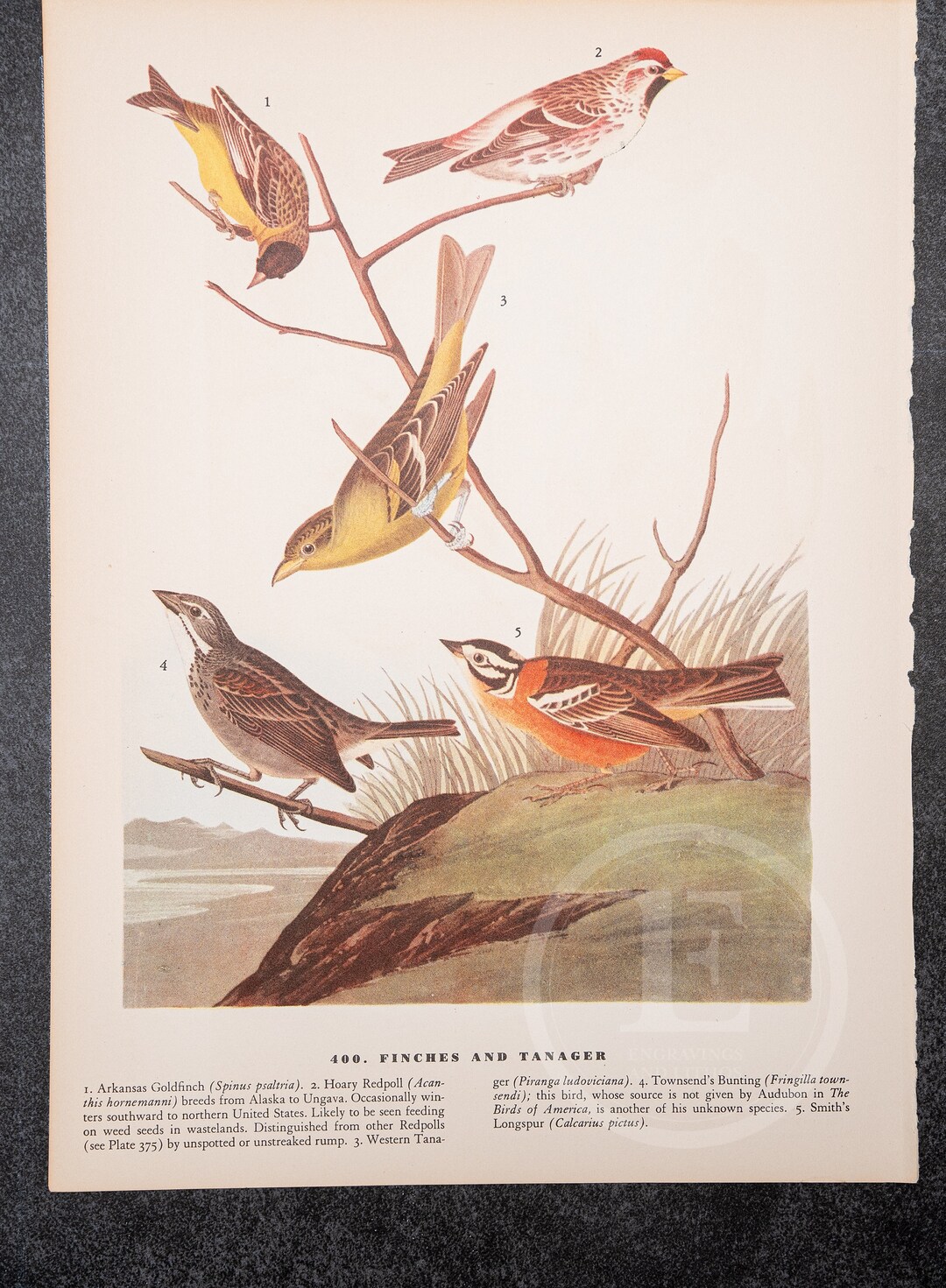 Finches and Tanager and Three Warblers vintage Print From - Etsy
