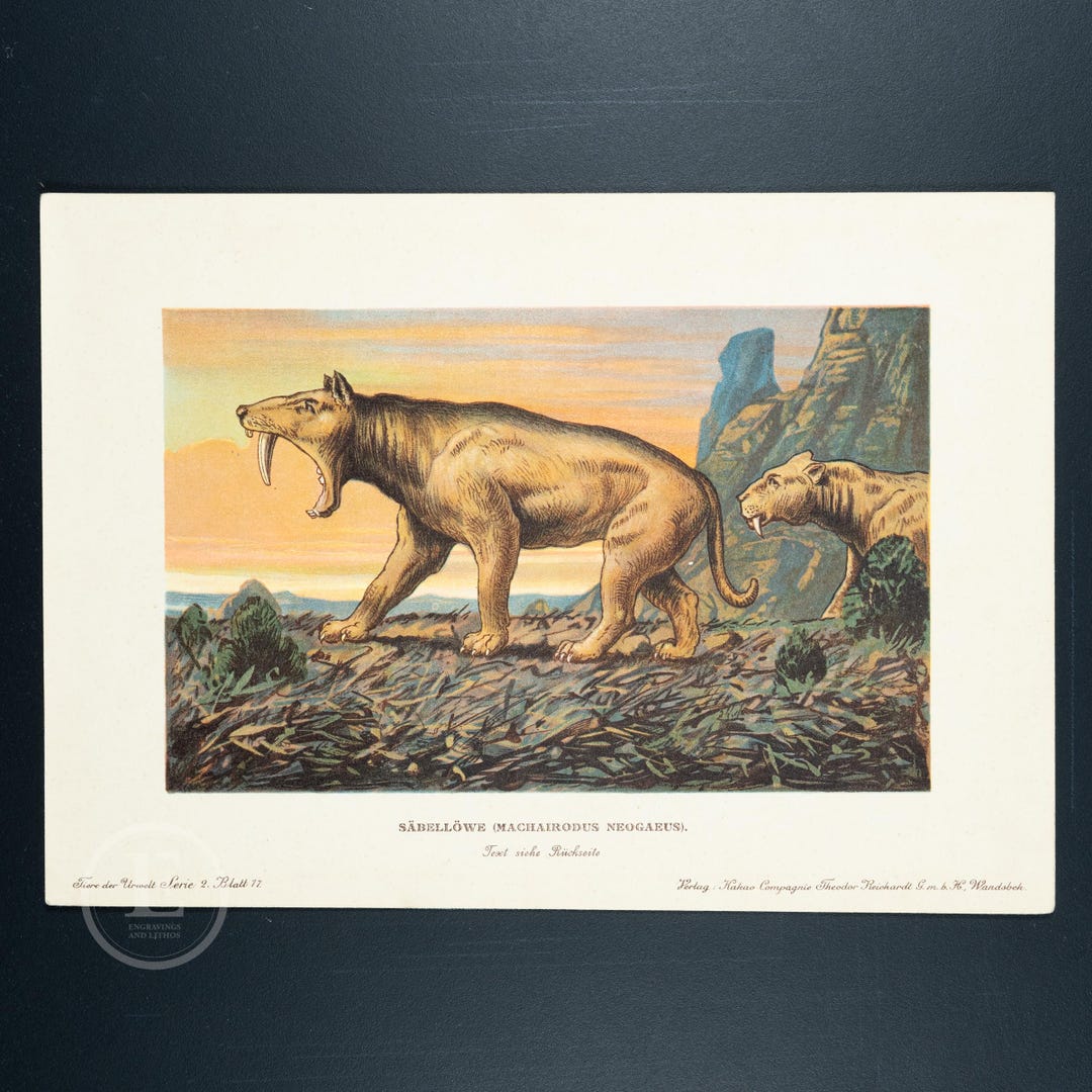 1902 KNIFE TOOTH CAT, Machairodus From the Miocene Epoch Vintage Print ...