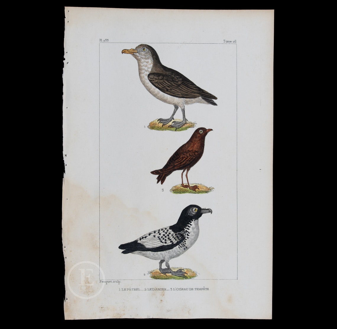 1829 - Petrel, Storm Bird and Damier Bird – Hand-colored Steel ...