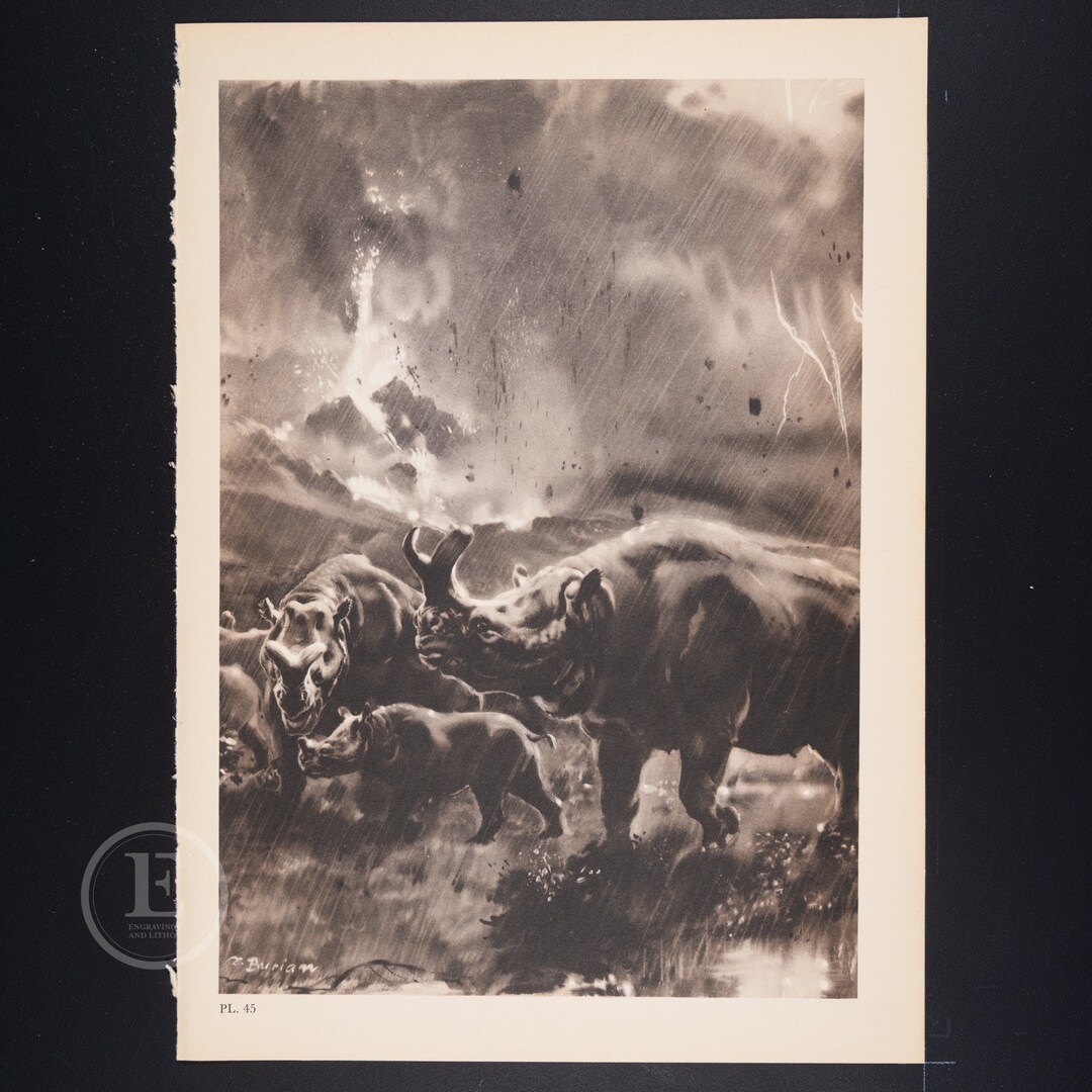 Brontotherium: Odd-toed Ungulate Rhinoceros-like Mammals - Original ...