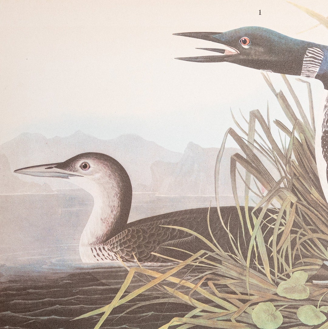 1937 Common Loon and Purple Gallinule Vintage Print From john James ...