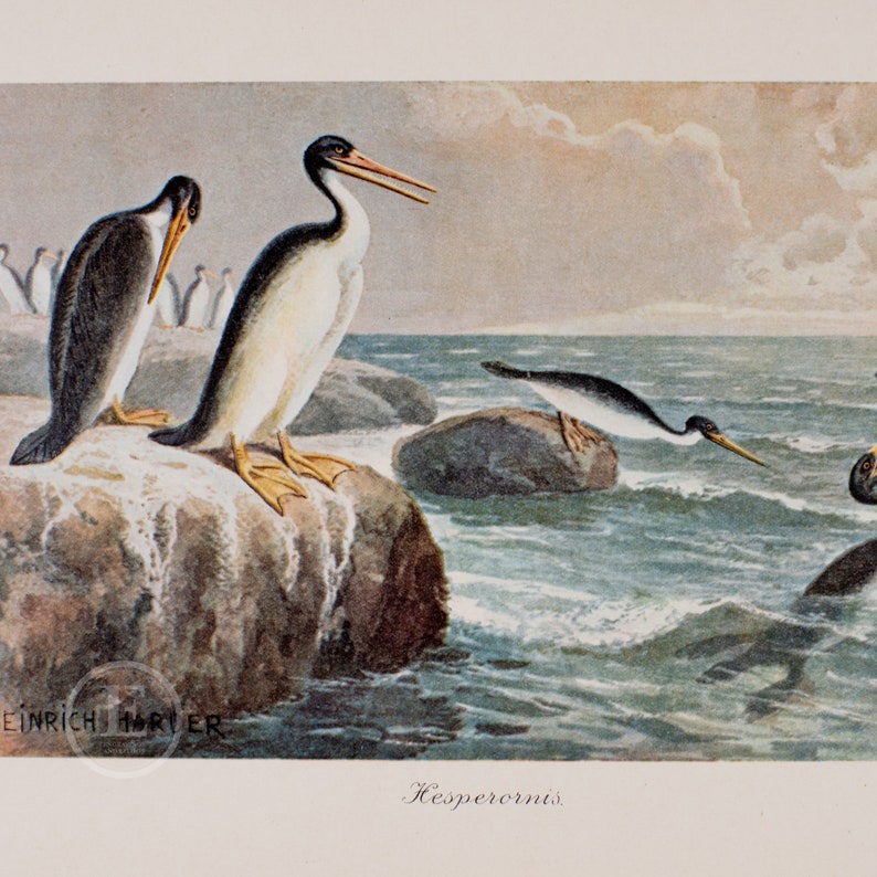 1911 Hesperornis - Original Vintage Print From Tiere Der Urwelt ...