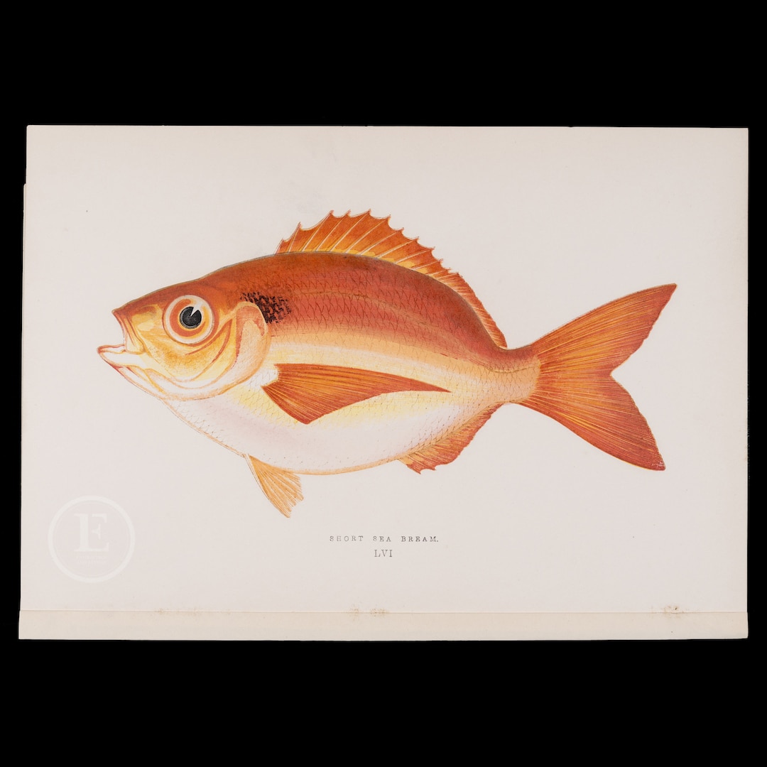 COMMON SEA BREAM - Lithograph 1884, London for "history of the Fishes ...