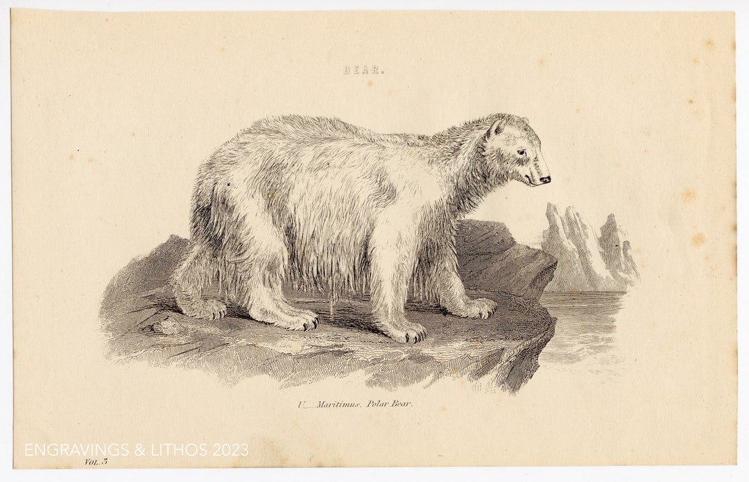 Polar Bear Engraving ORIGINAL PRINT Out of the Book the National ...