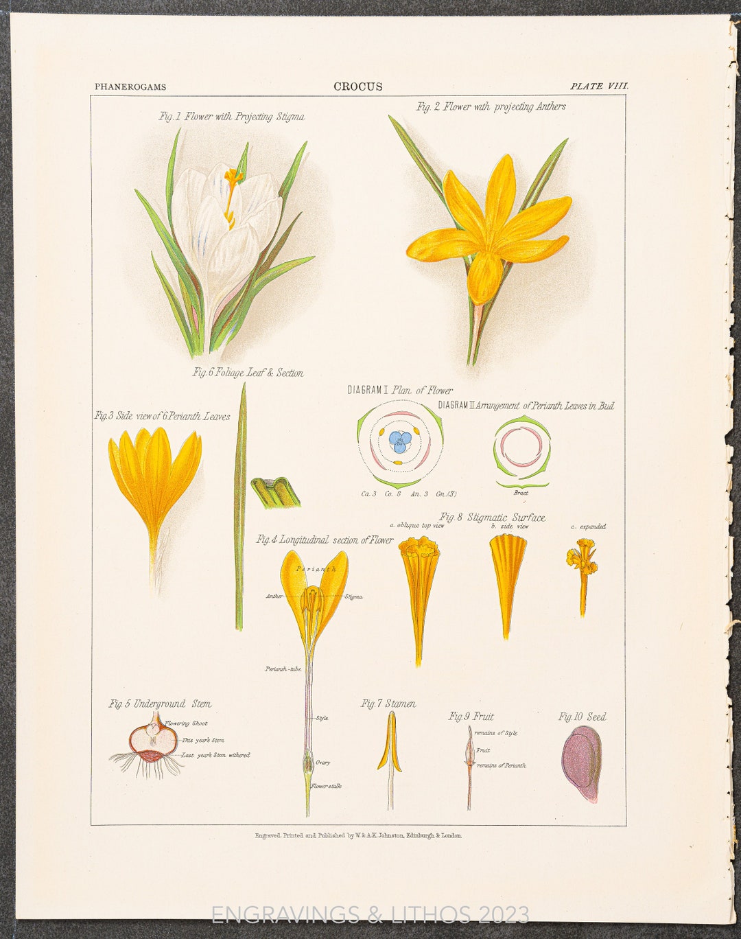 Crocus - Original Print Out of the Botanical Atlas by D M'alpine - NY ...