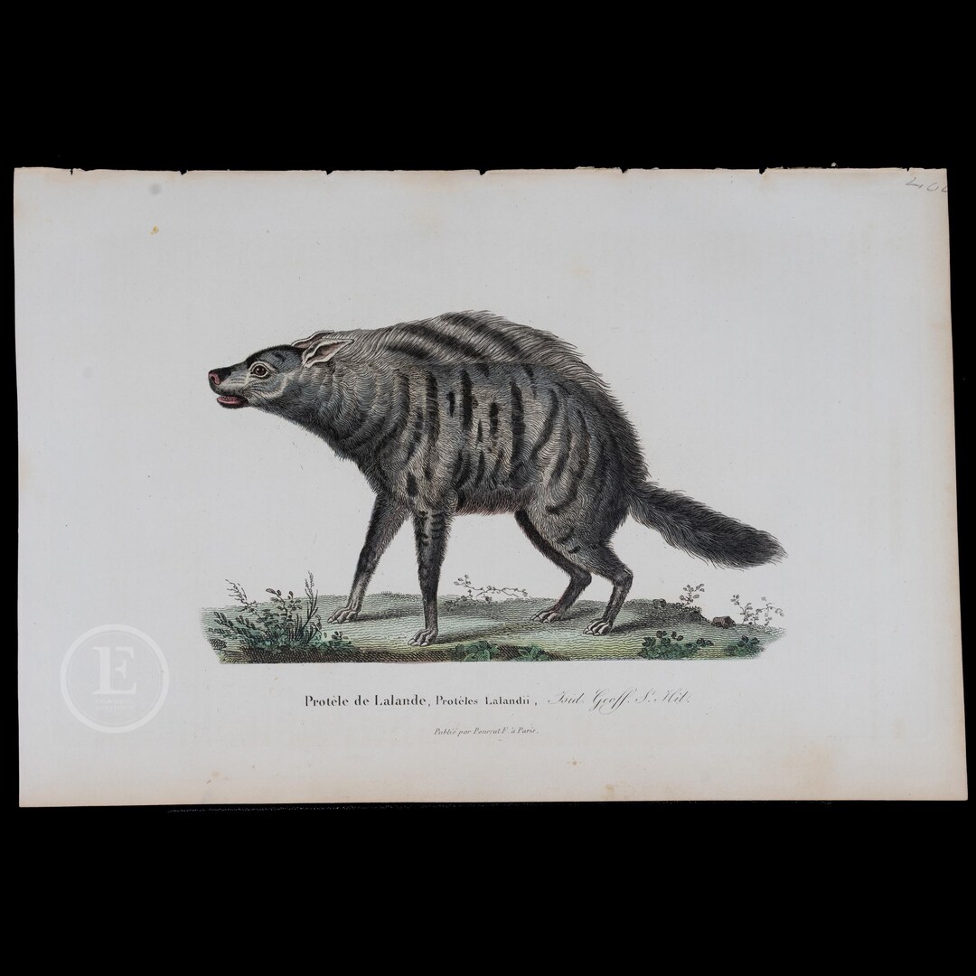 1840 HYENA Hand-colored Steel Engraving With Gum Arabic Finish From ...