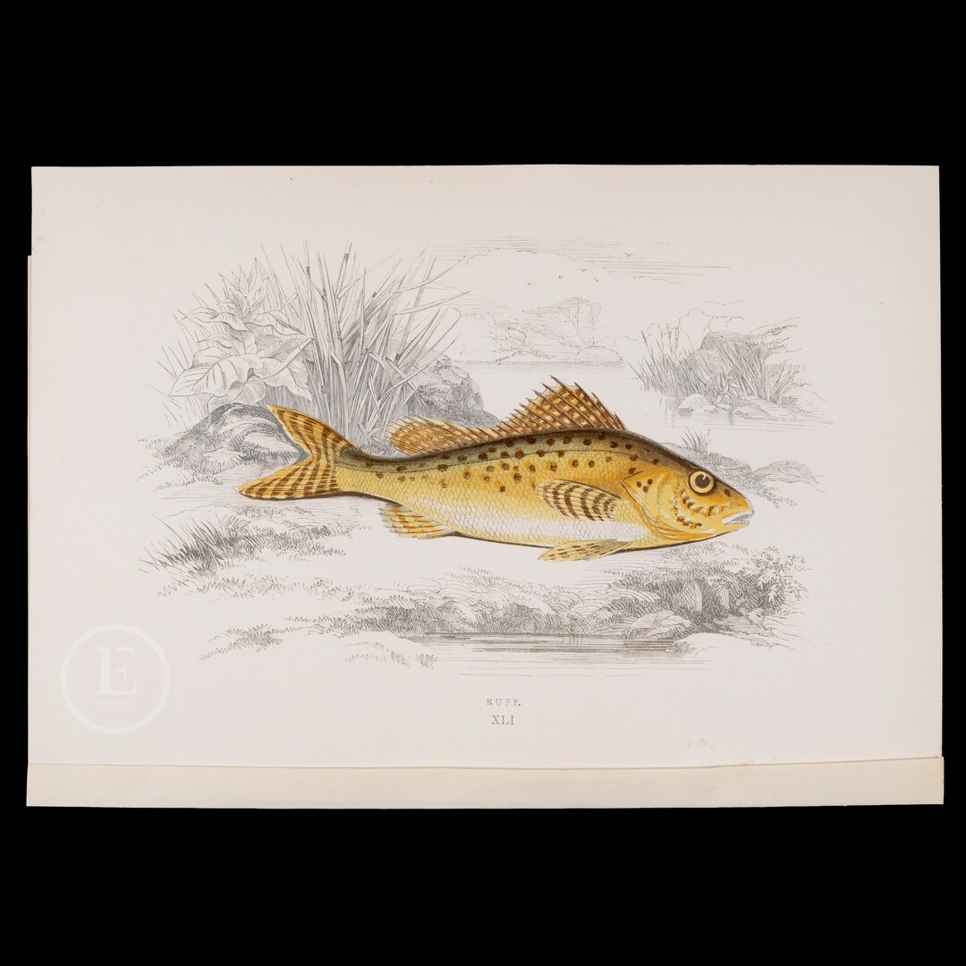 RUFFE - Lithograph 1884, London for "history of the Fishes of the ...