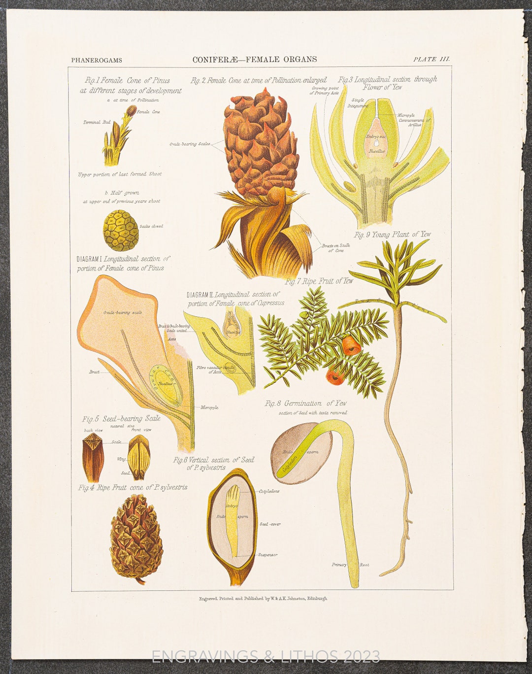 VERY RARE! - Conifers Female Organs - Original Print Out of the ...