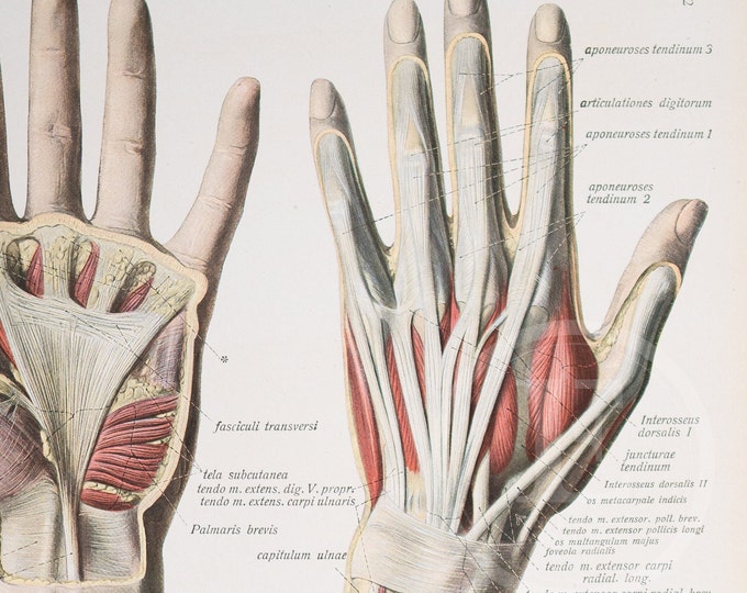 Extensor Surface of the Forearm/ Hand Muscles and Tendons / Human ...