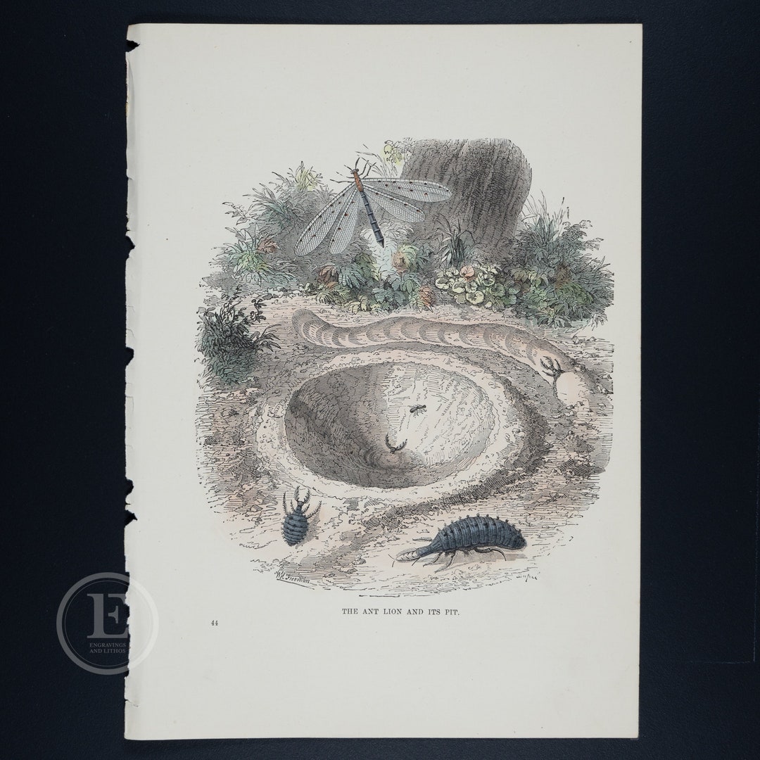 The Ant Lion and Its Pit 157-year-old Original Steel Engraving HAND ...