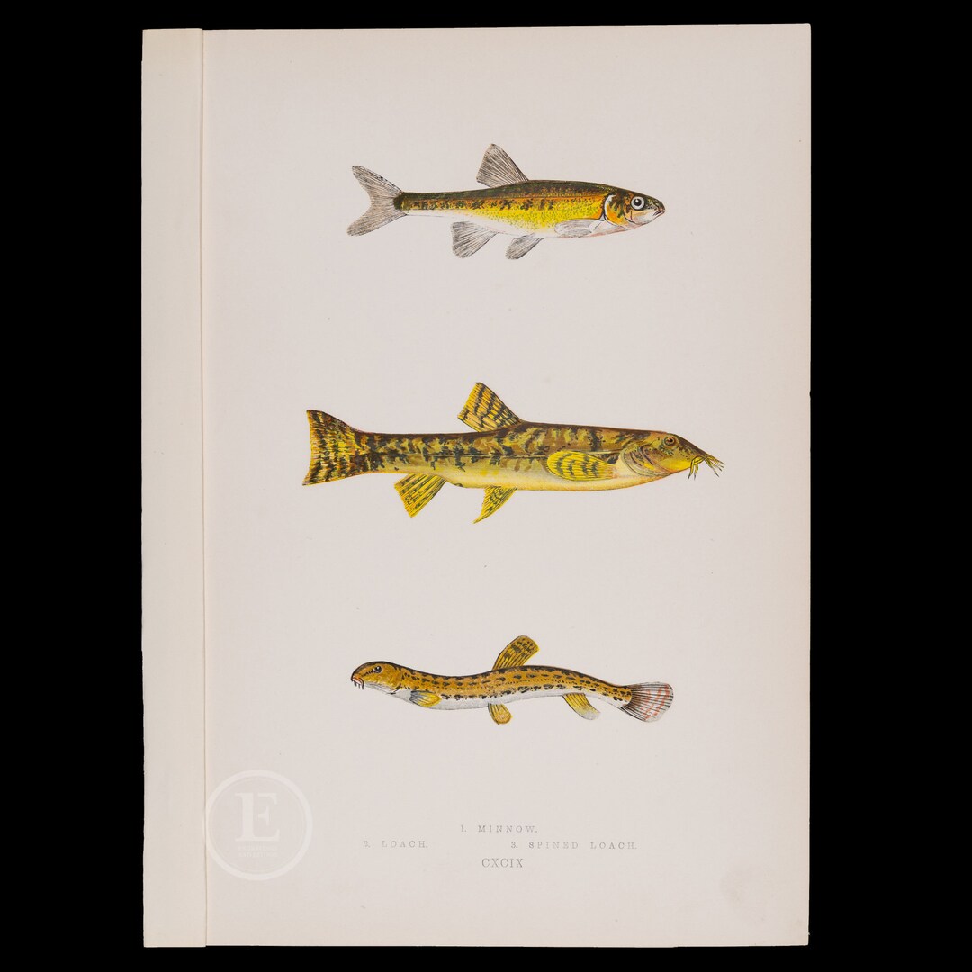 MINNOW, LOACH and Spinned LOACH - Lithograph 1884, London for "history ...