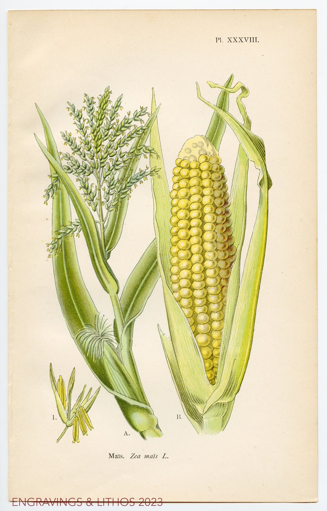 Maize Corn - an Original Lithography Page Taken From the Dutch Book ...
