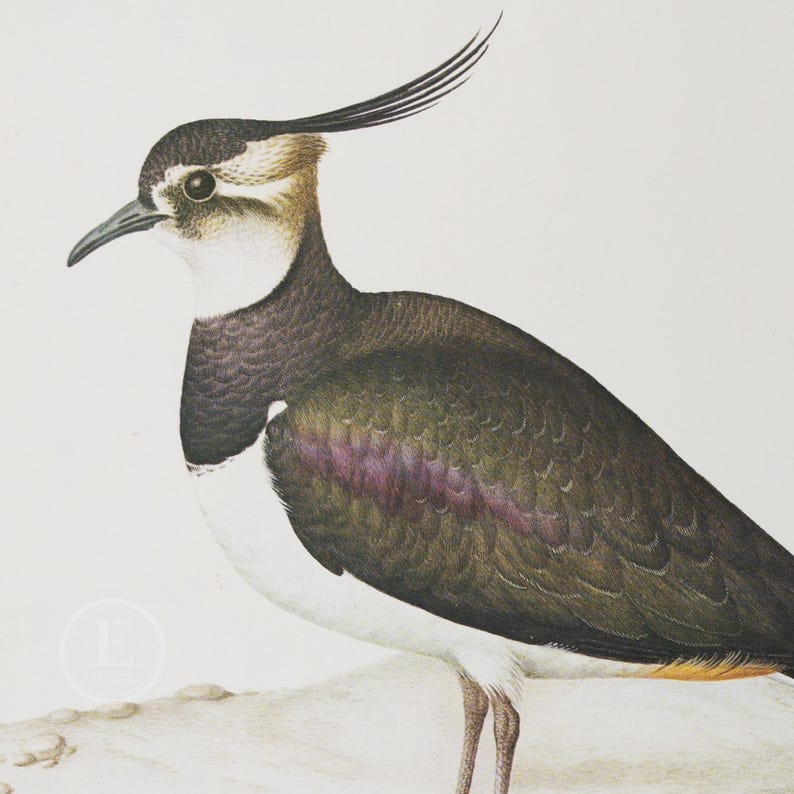 1970 Lapwing Print: Vintage Ornithology Illustration, Larousse Animals ...