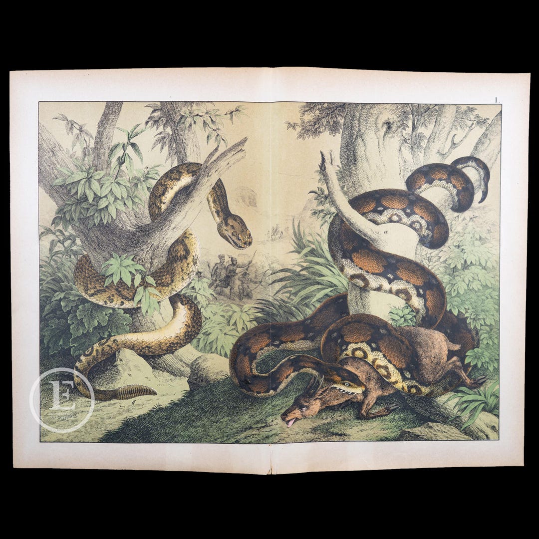 1872 Horrid Rattlesnake & Boa Constrictor - Original Lithograph From ...