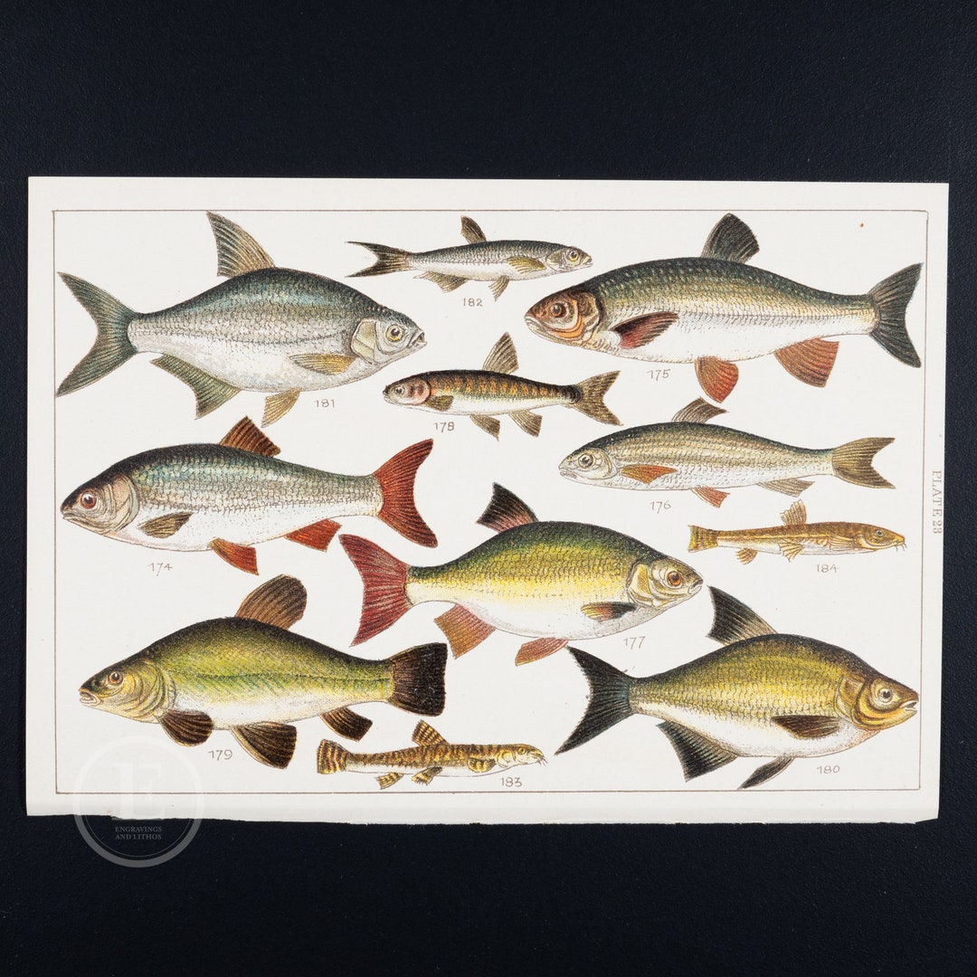 Freshwater Fish: Minnow, Rudd, Tench, Dace, Bream, Loach, Chub, Bleak ...