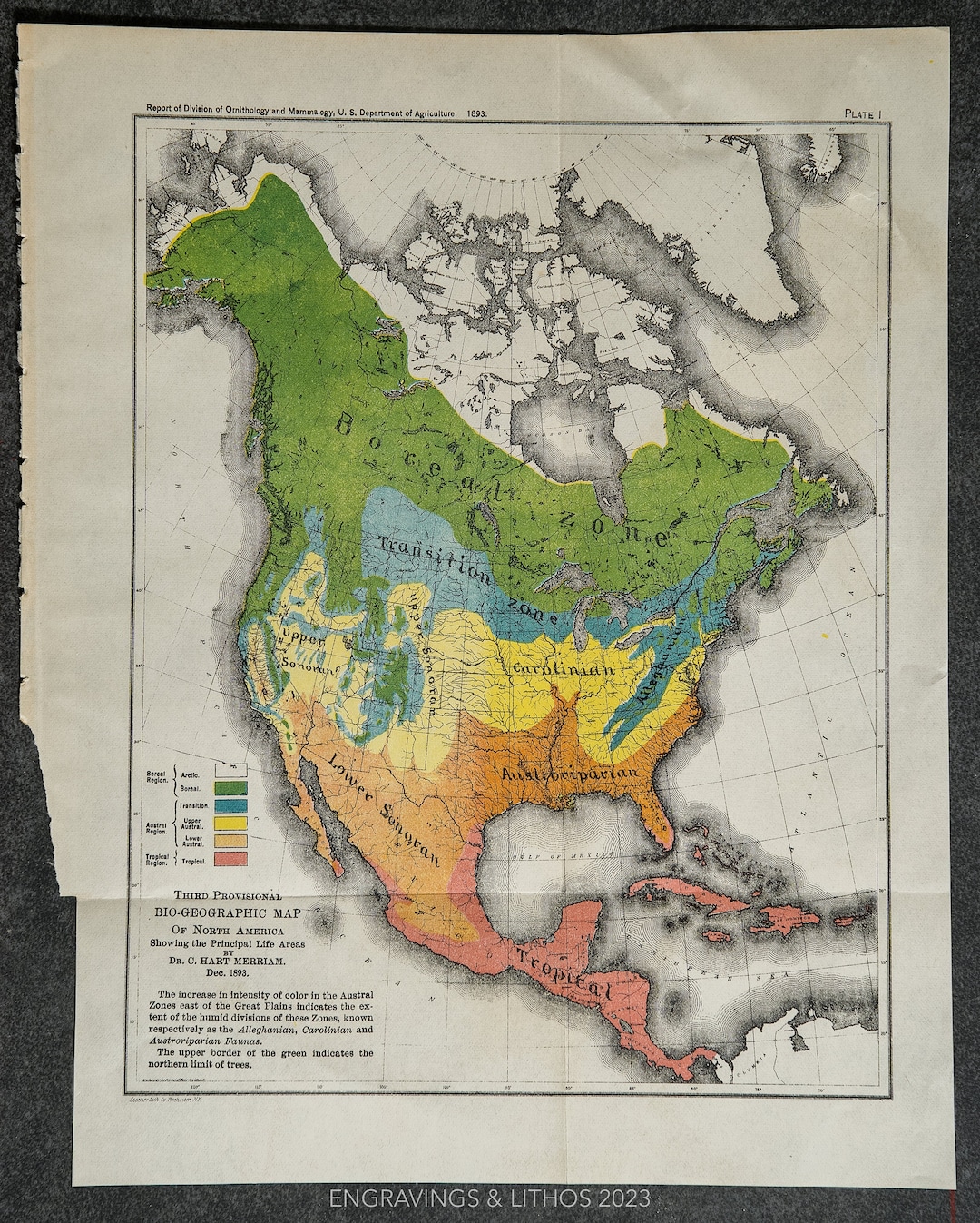 ORIGINAL Print RARE / Bio-geographic Map of North America USA 1893 - Etsy