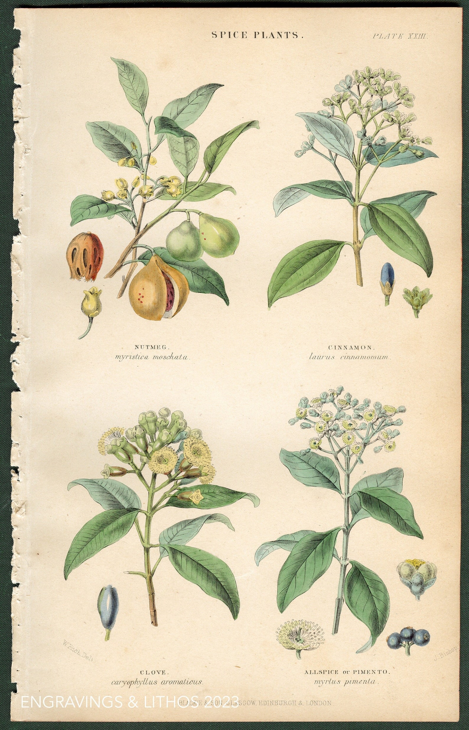 1862 Original Botanical Print Showing Spice Plants: Nutmeg, Cinnamon ...