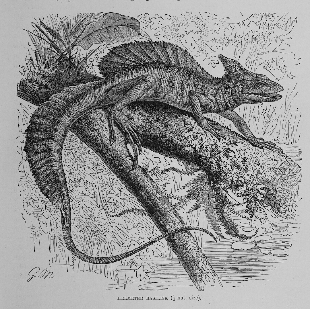 HELMETED BASILISK - Original Color Lithography From the Royal Natural ...