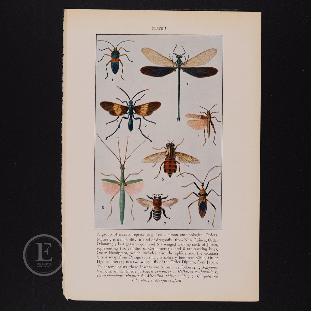 A Group of Insects: Damselfly, Grasshopper, Sucking Bug, Aphis, Cicada ...